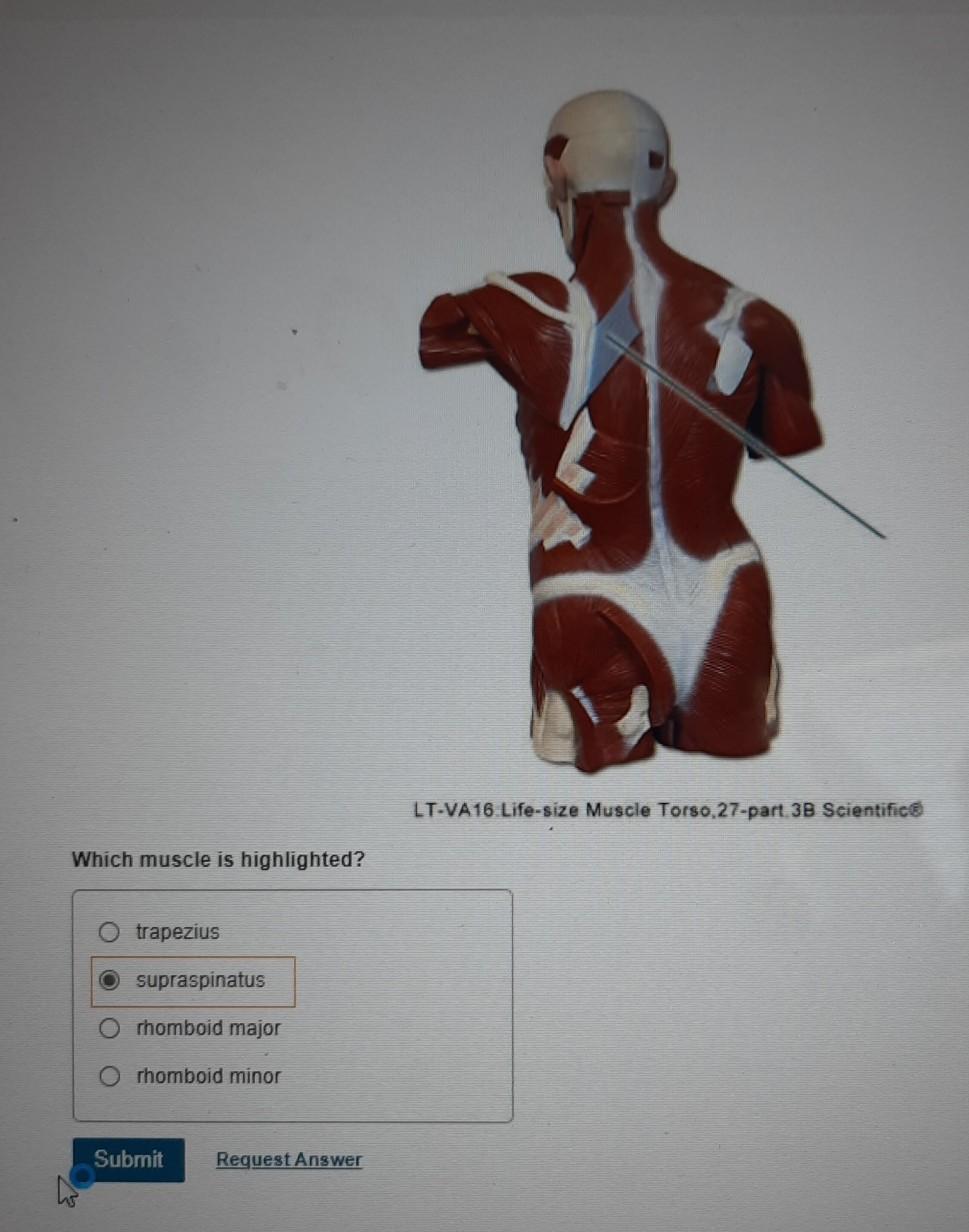 Solved LT-VA 16 Life-size Muscle Torso, 27-part 3B | Chegg.com