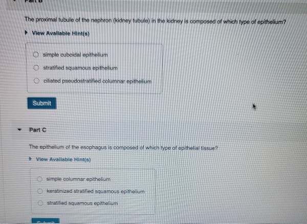 Solved The proximal tubule of the nephron (kidney tubule) in | Chegg.com