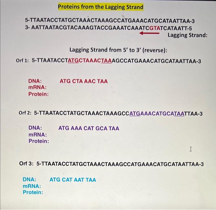 Solved Proteins from the Lagging Strand | Chegg.com