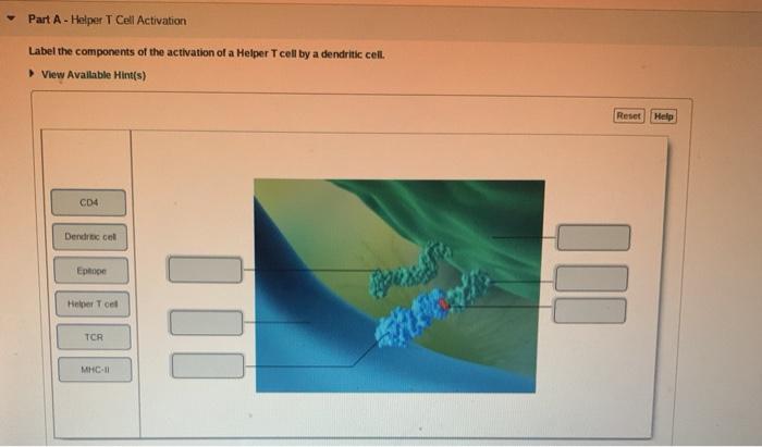 Solved Part A - Helper T Cell Activation Label the | Chegg.com