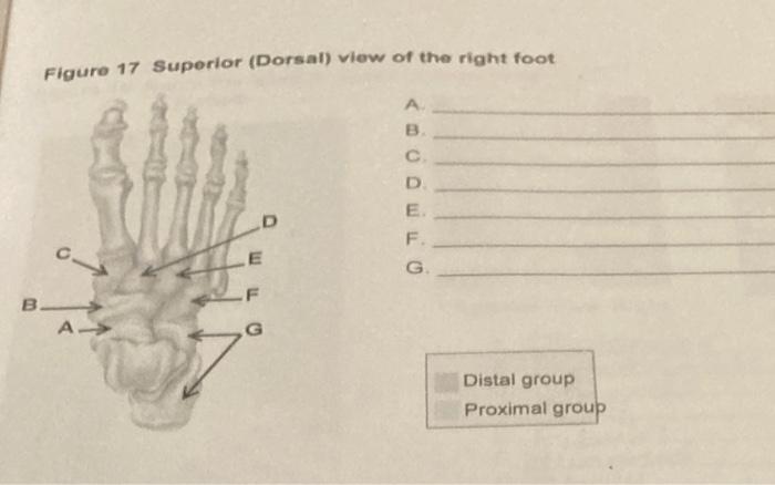 Solved Figure 17 Superior (Dorsal) view of the right foot А. | Chegg.com