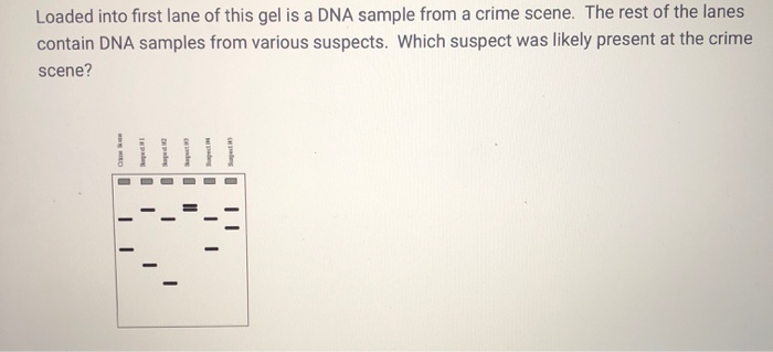 Solved Loaded into first lane of this gel is a DNA sample | Chegg.com