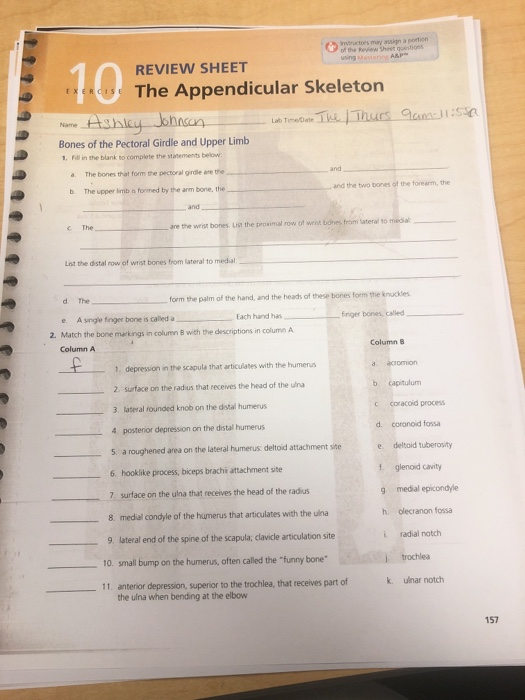 Solved REVIEW SHEET EXERCISE The Appendicular Skeleton Name | Chegg.com