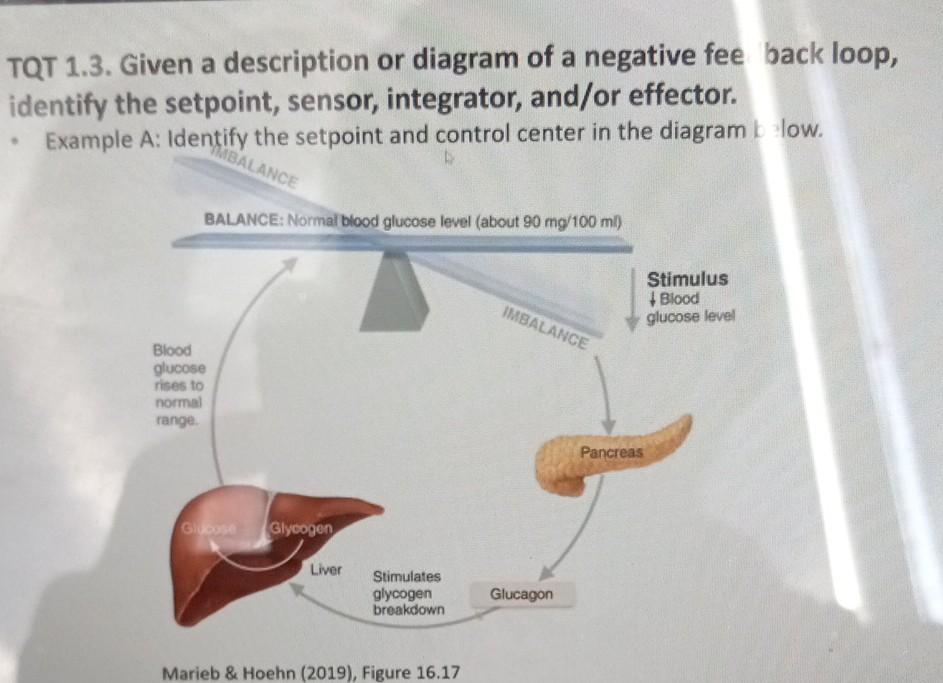 TQT 1.3. Given a description or diagram of a negative | Chegg.com