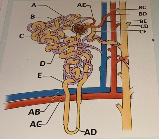 Solved Match the following related to the Nephron.Permeable | Chegg.com