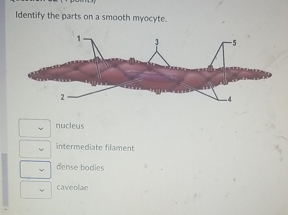 Solved Identify the parts on a smooth myocyte. 3 2 nucleus | Chegg.com