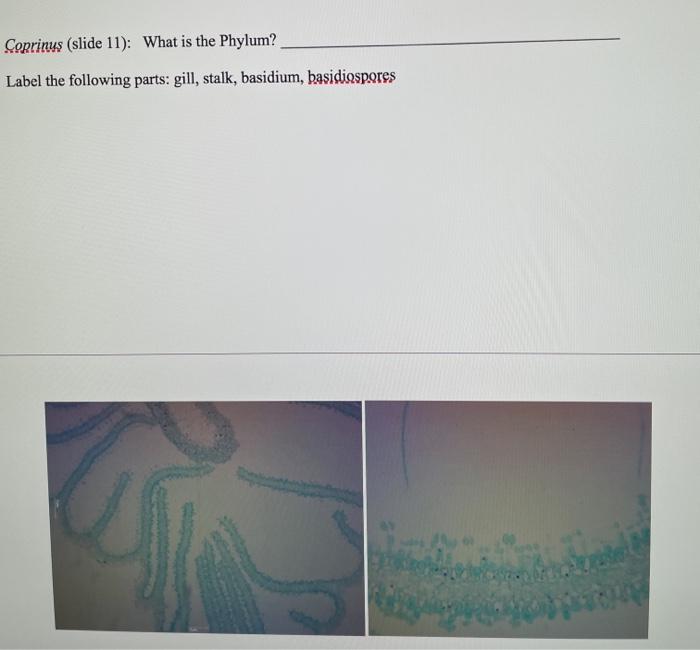 Solved Coprinus (slide 11): What is the Phylum? Label the | Chegg.com