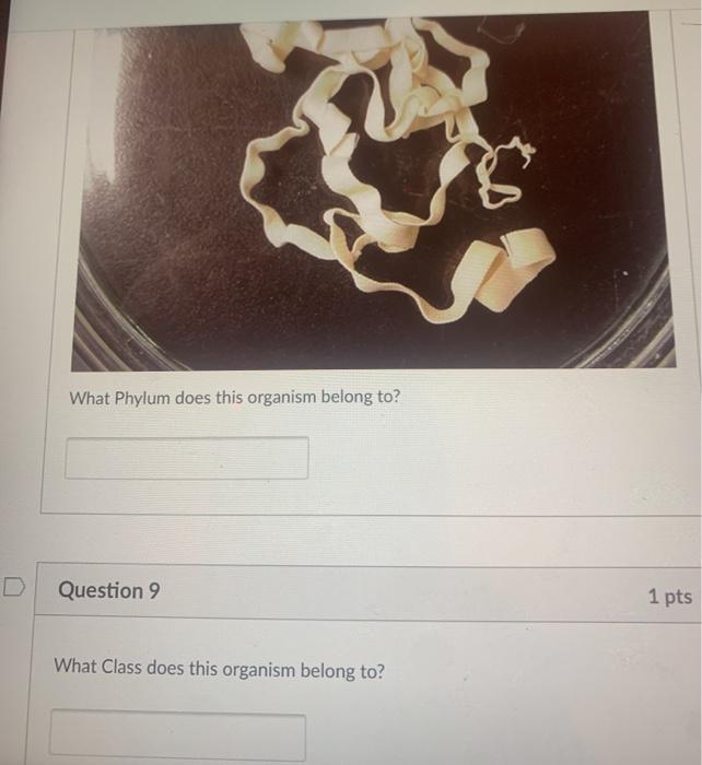 Solved What Phylum does this organism belong to? Question 9 | Chegg.com