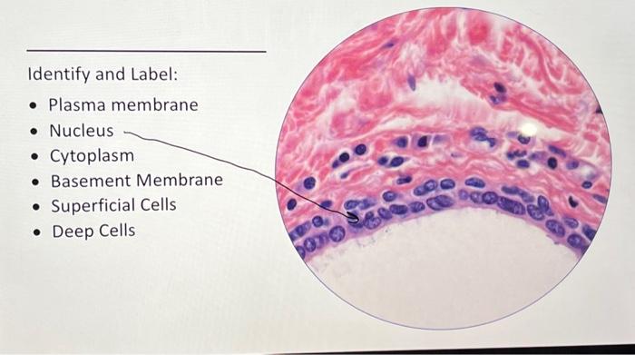 Solved Identify and Label: - Plasma membrane - Nucleus - | Chegg.com