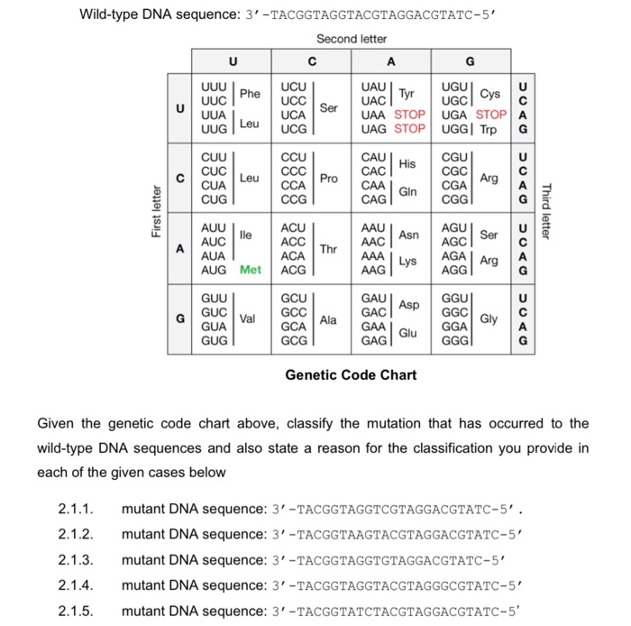 Solved Wild-type DNA sequence: | Chegg.com
