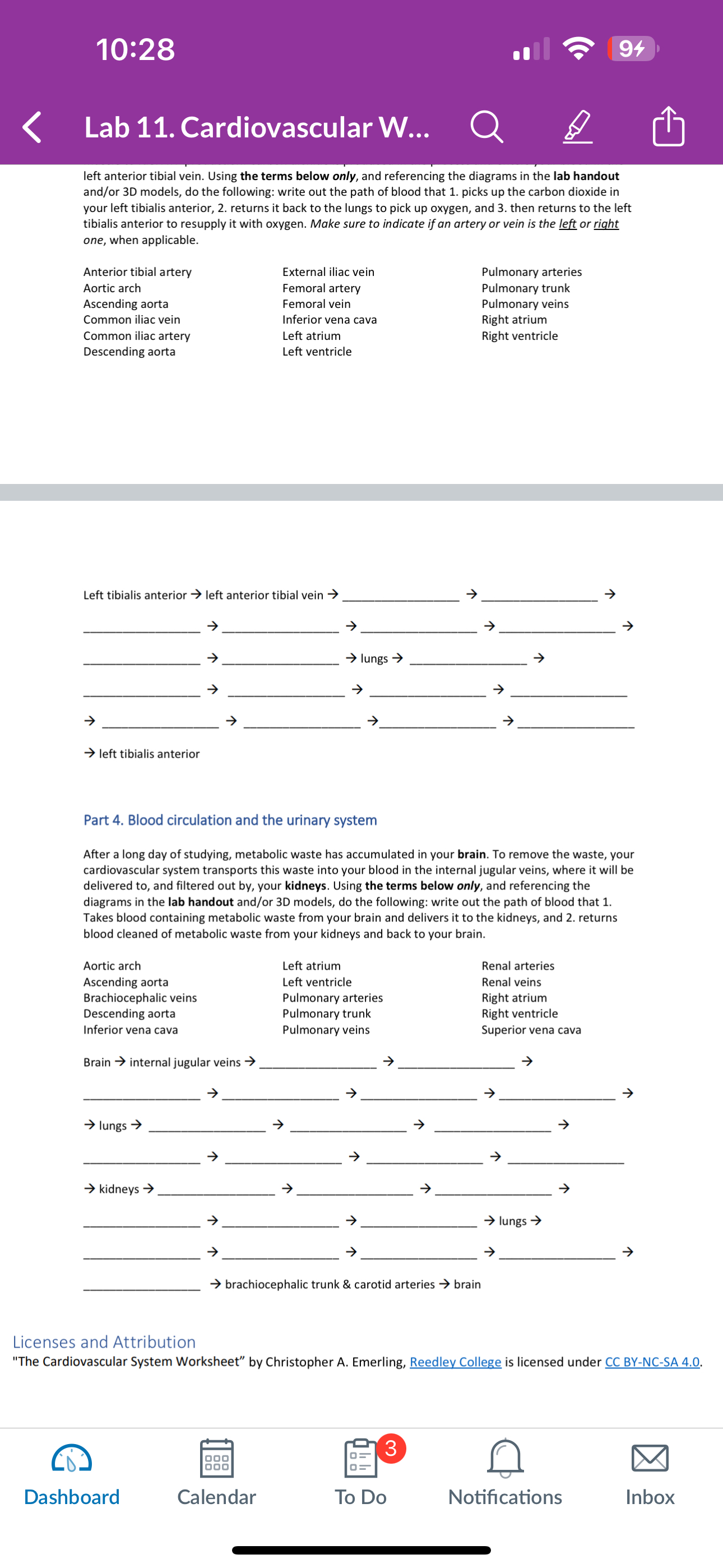Solved 10:28Lab 11. ﻿Cardiovascular W...left anterior tibial | Chegg.com