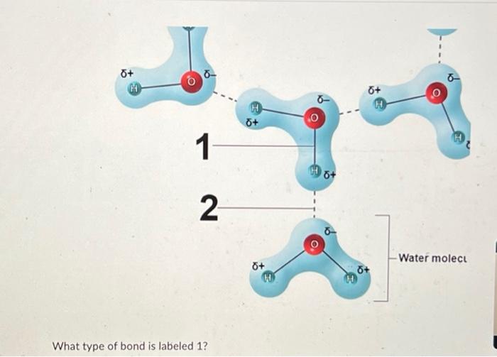Solved 8+ H 1 2 What type of bond is labeled 1? H 8+ 8+ O H | Chegg.com