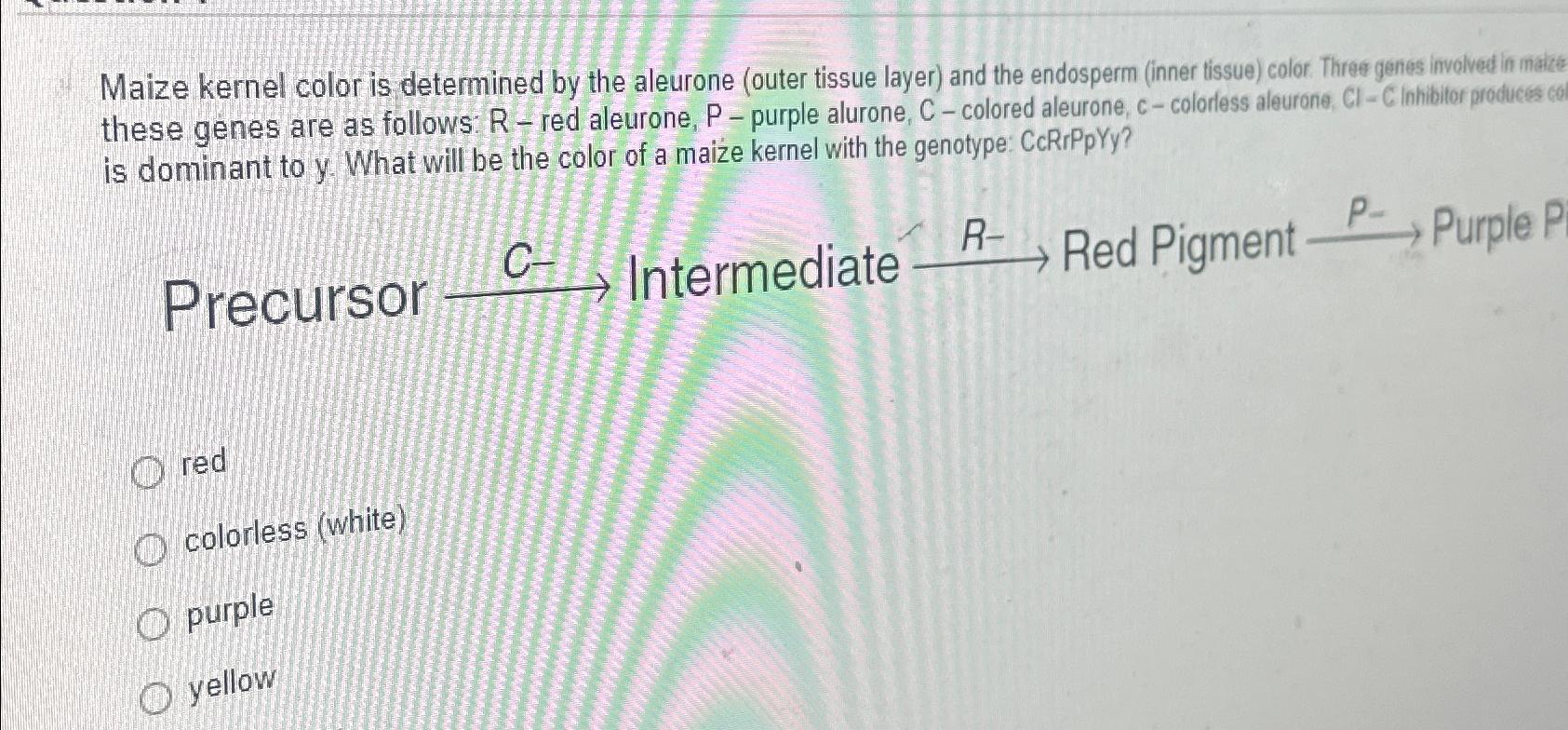 Solved Maize kernel color is determined by the aleurone | Chegg.com
