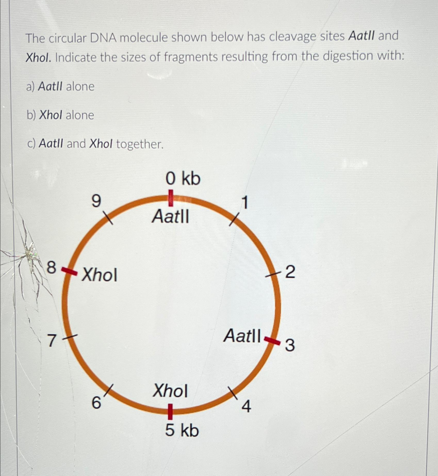 Solved The circular DNA molecule shown below has cleavage | Chegg.com