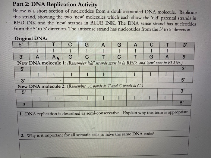 Solved Part 2: DNA Replication Activity Below is a short | Chegg.com