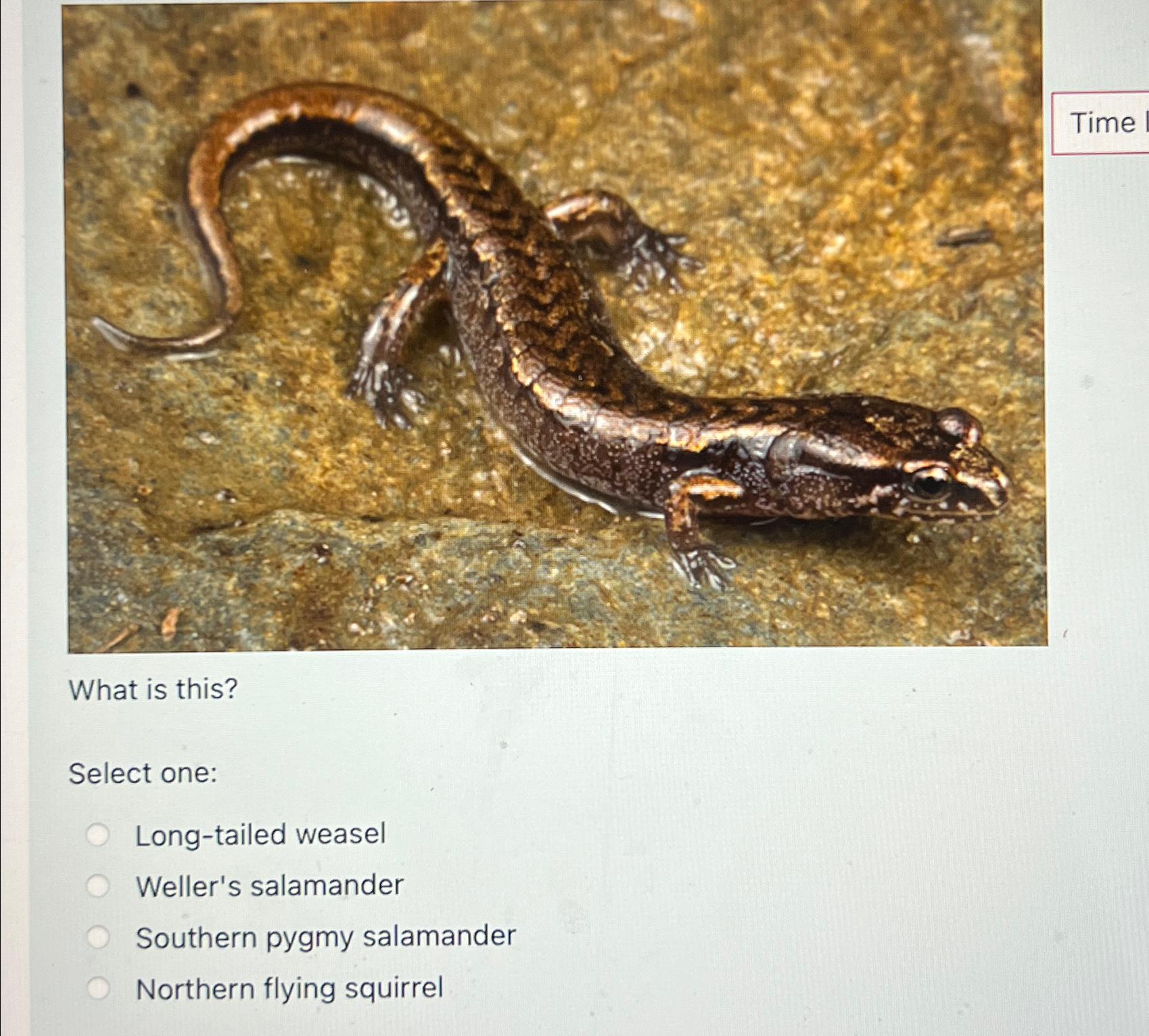 Solved TimeWhat is this?Select one:Long-tailed | Chegg.com