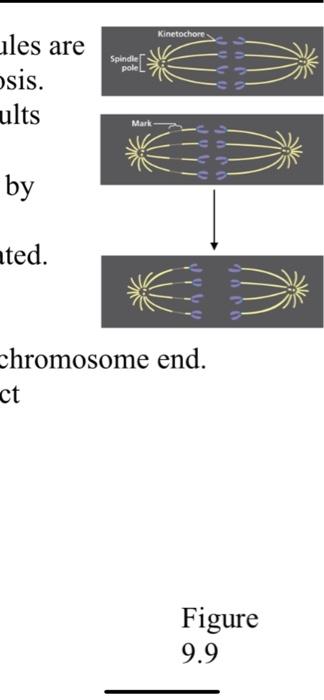 Solved 8. In Figure 9.9, stained microtubules are marked | Chegg.com