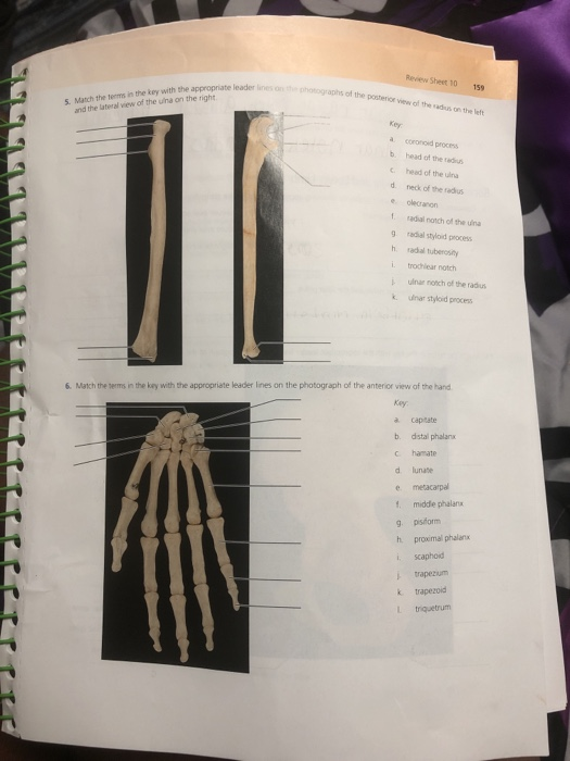 Solved Review Sheet 10 leader 15 of the posterior view of | Chegg.com
