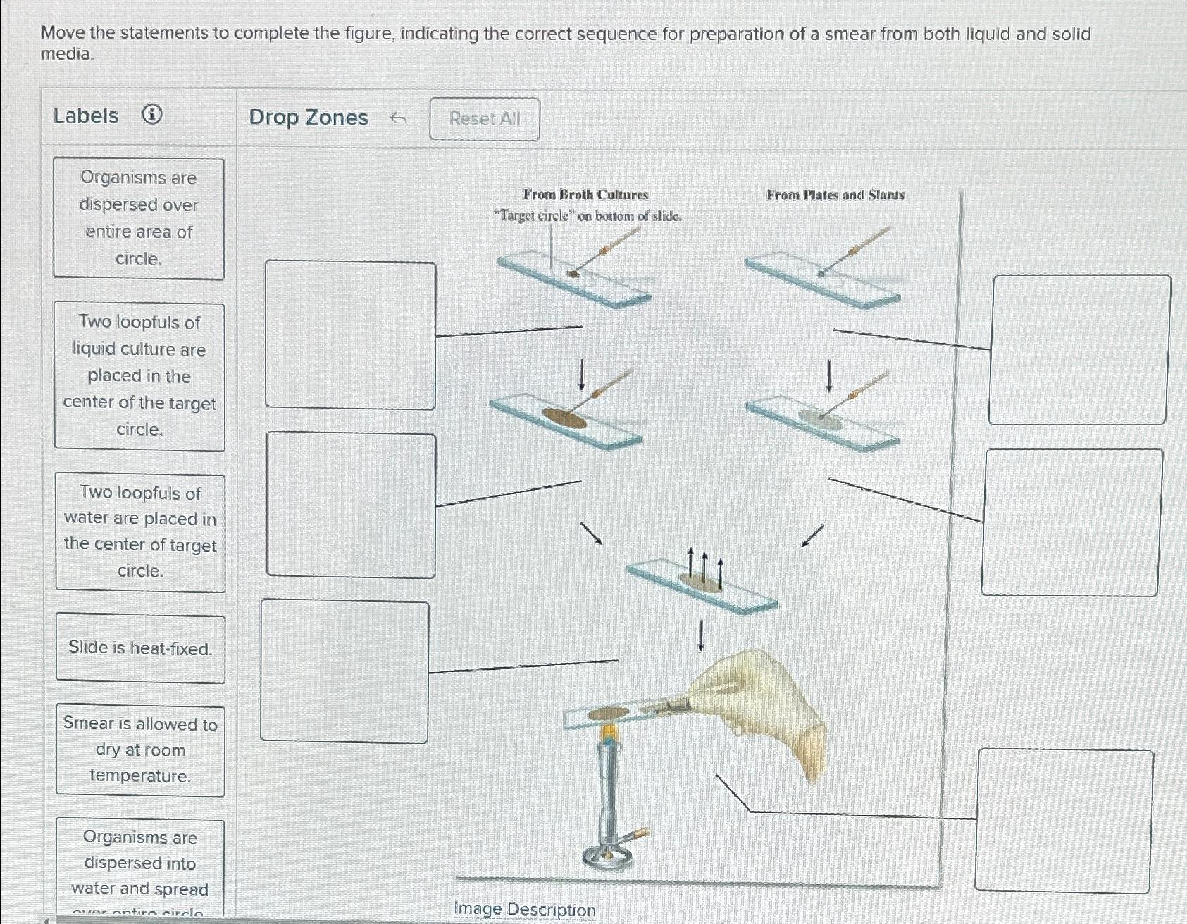Solved Move the statements to complete the figure, | Chegg.com