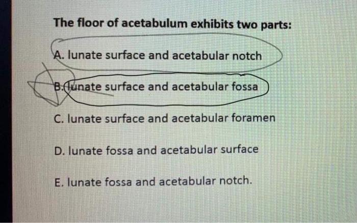 Solved 1) The floor of acetabulum exhibits two parts:A. | Chegg.com