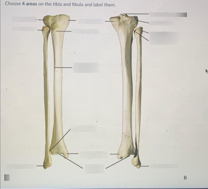 Solved Choose 4 areas on the tibia and fibula and label | Chegg.com