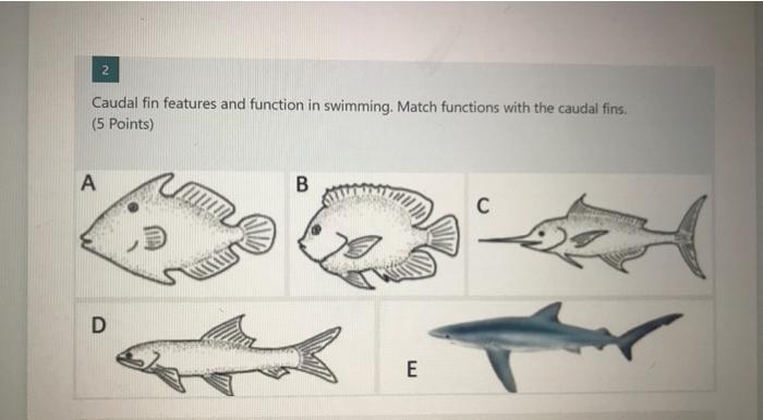 Solved Caudal fin features and function in swimming. Match | Chegg.com