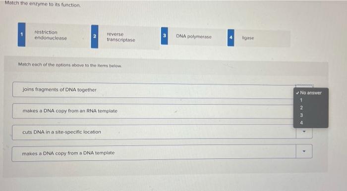 Solved Match the enzyme to its function restriction | Chegg.com