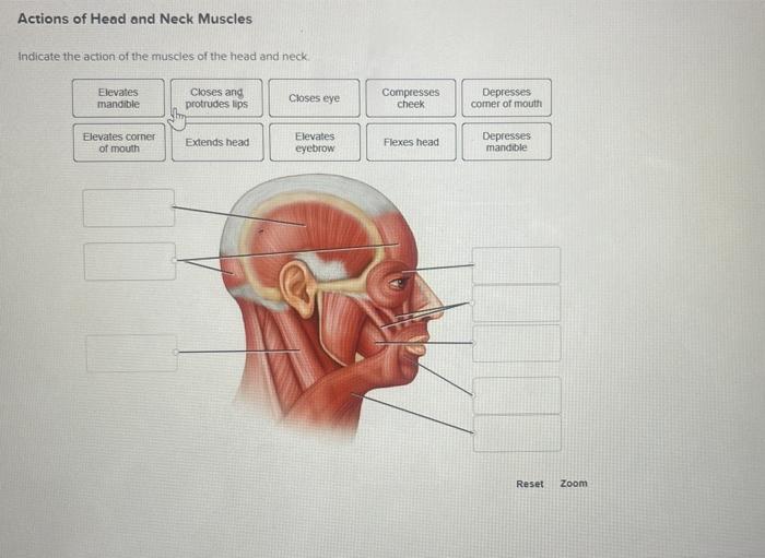 Solved Indicate the action of the muscles of the head and | Chegg.com