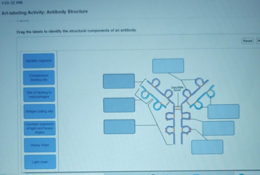 Solved (Ch 22 HW Art-labeling Activity: Antibody Structure | Chegg.com