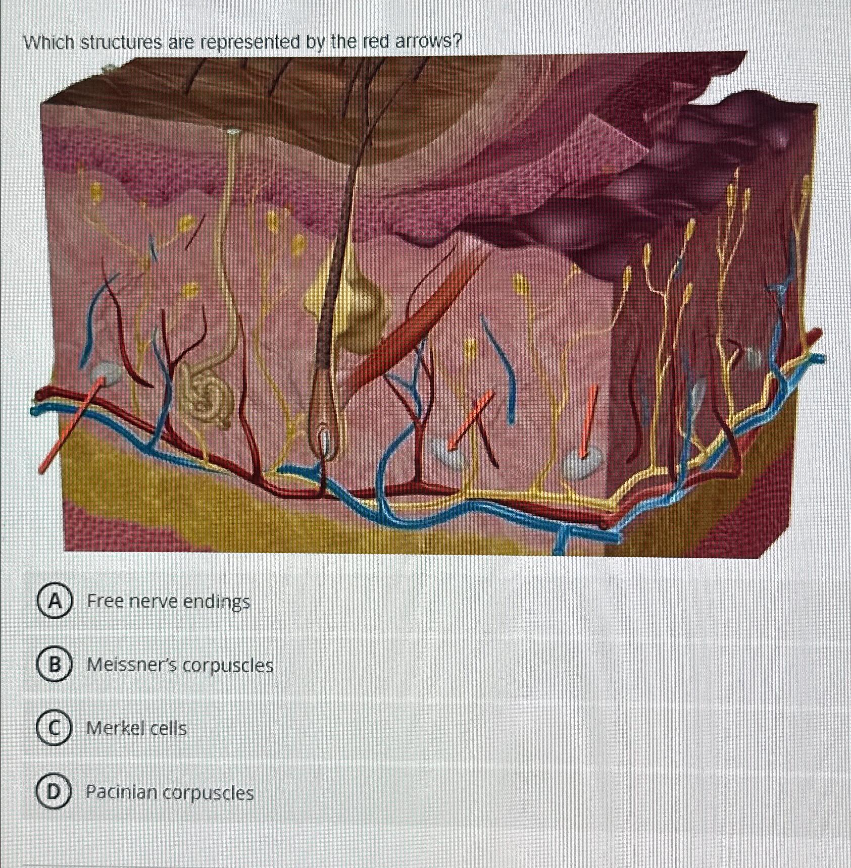 Solved Which structures are represented by the red | Chegg.com