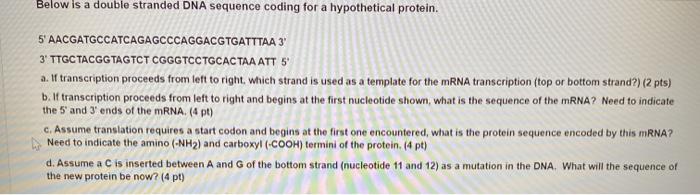 Solved Below is a double stranded DNA sequence coding for a | Chegg.com