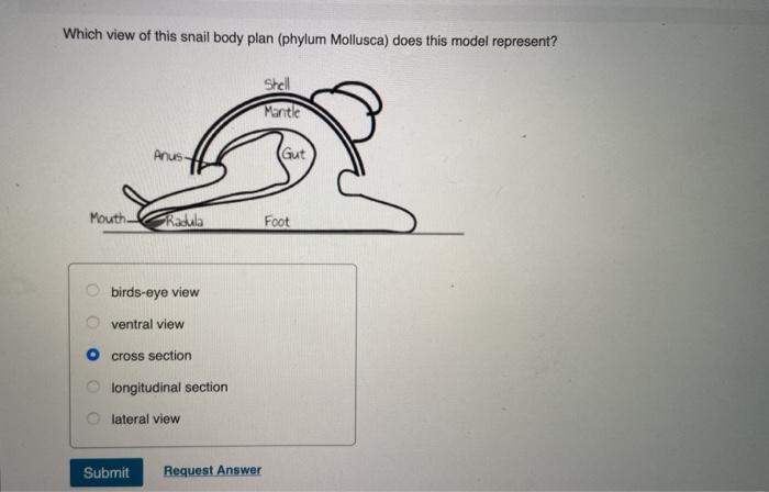 Solved Which view of this snail body plan (phylum Mollusca) | Chegg.com