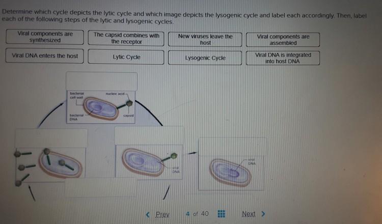 Solved Determine which cycle depicts the lytic cycle and | Chegg.com