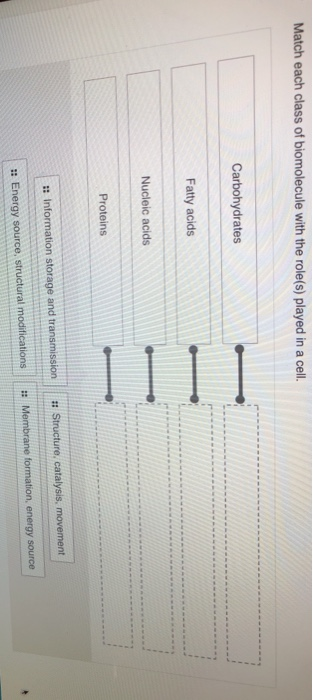 Solved Match each class of biomolecule with the role(s) | Chegg.com