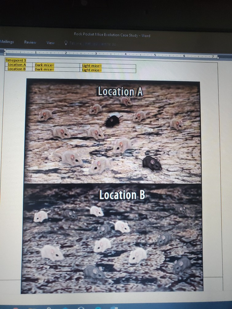 Rock Pocket Mice Evolution Case Study - Word rences | Chegg.com