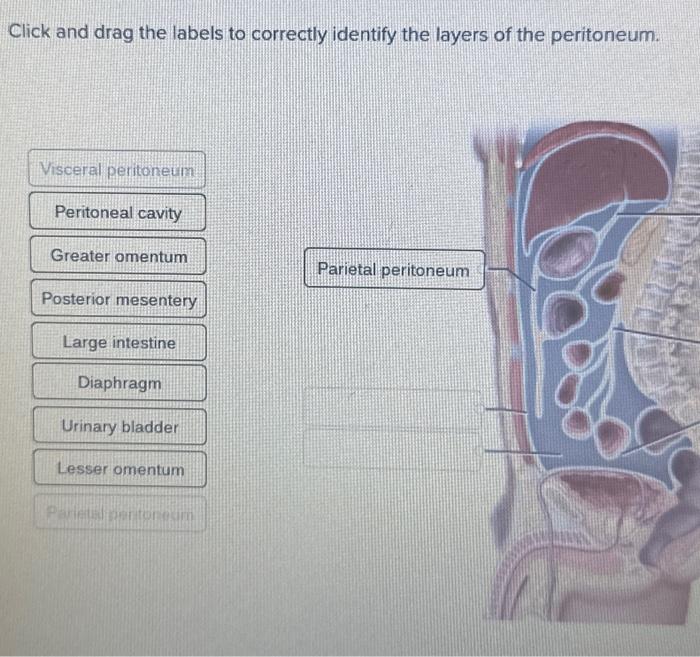 Solved Click and drag the labels to correctly identify the | Chegg.com