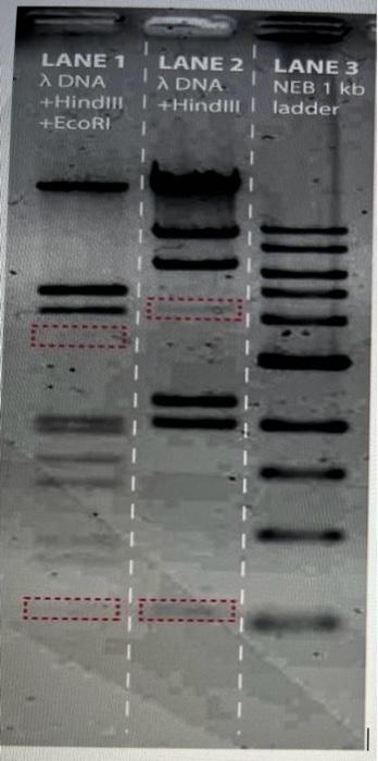 Solved 13. On the following Page, use the NEB 1 KB ladder as | Chegg.com