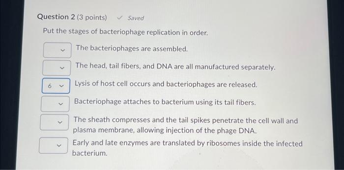Solved Put the stages of bacteriophage replication in order. | Chegg.com