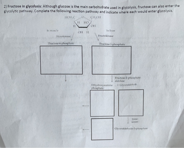 Solved 2) Fructose in glycolysis: Although glucose is the | Chegg.com