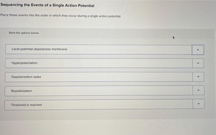 Solved Sequencing the events of a Single Action Potential | Chegg.com