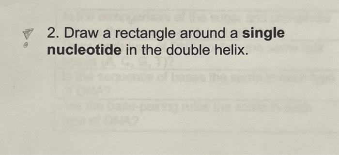 Solved draw a rectangle around a single nucleotide in the | Chegg.com