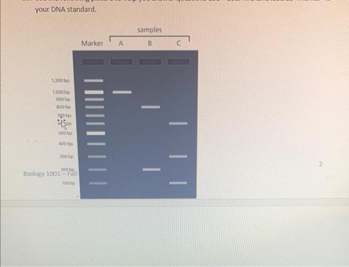 Solved your DNA standard. samples Marker A B 200 bo 1.000 | Chegg.com