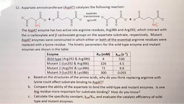 Solved TO 12. Aspartate aminotransferase (AspAT) catalyzes | Chegg.com