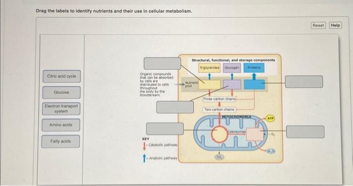 Solved Drag the labels to identify nutrients and their use | Chegg.com