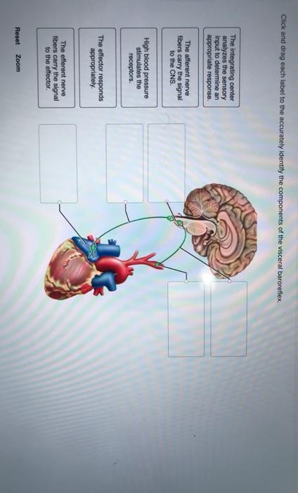 Solved Click and drag each label to the accurately identify | Chegg.com