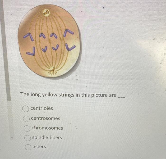 Solved The long yellow strings in this picture are | Chegg.com
