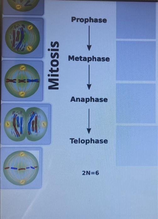 Solved 2n 6 Prophase Nn Metaphase Anaphase Telophaseprophase
