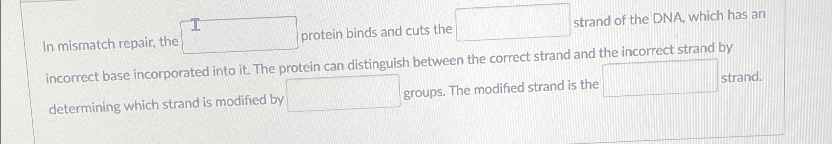 Solved In mismatch repair, the ﻿protein binds and cuts the | Chegg.com