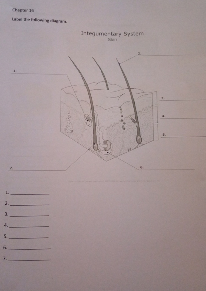 Chapter 16Label the following diagram.Integumentary | Chegg.com
