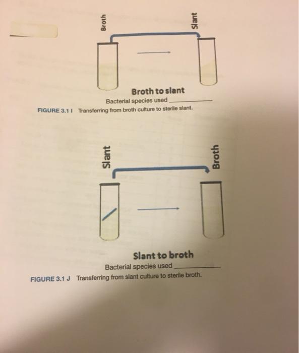 Solved Broth Slant Broth to slant Bacterial species used | Chegg.com